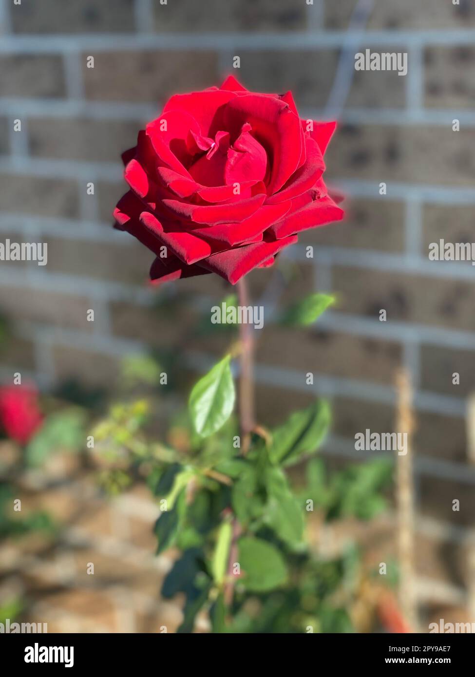 A vertical closeup of a red rose in full bloom in a garden Stock Photo ...