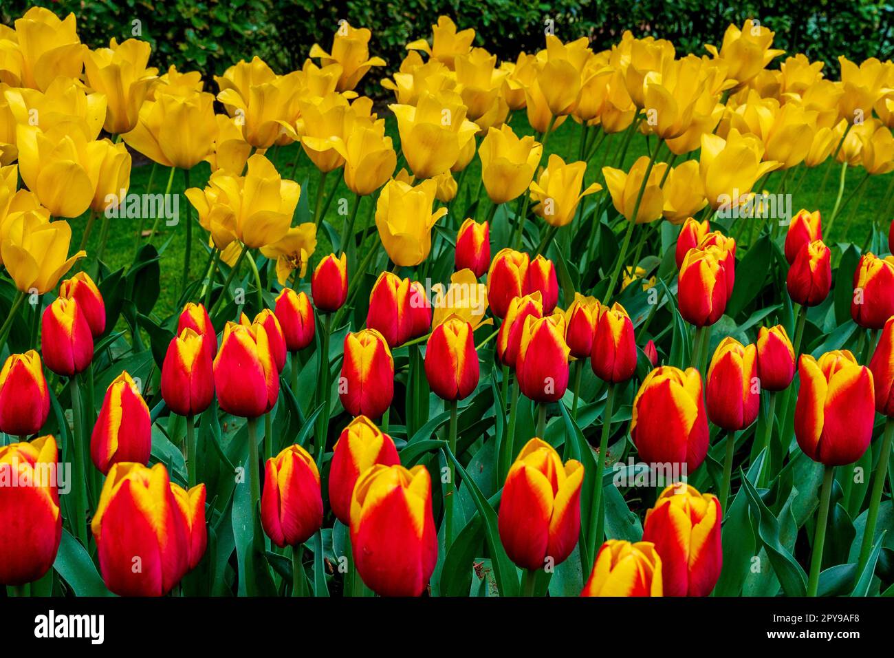 Yellow and orange tulips in Amsterdam Stock Photo - Alamy