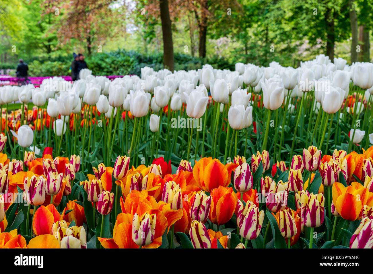 Multiple tulip colors in Amsterdam Stock Photo - Alamy