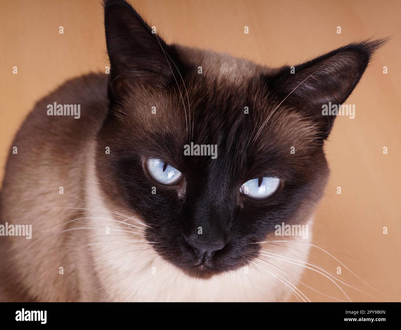 siamese cat portrait. purebred with blue eyes and seal point fur Stock ...