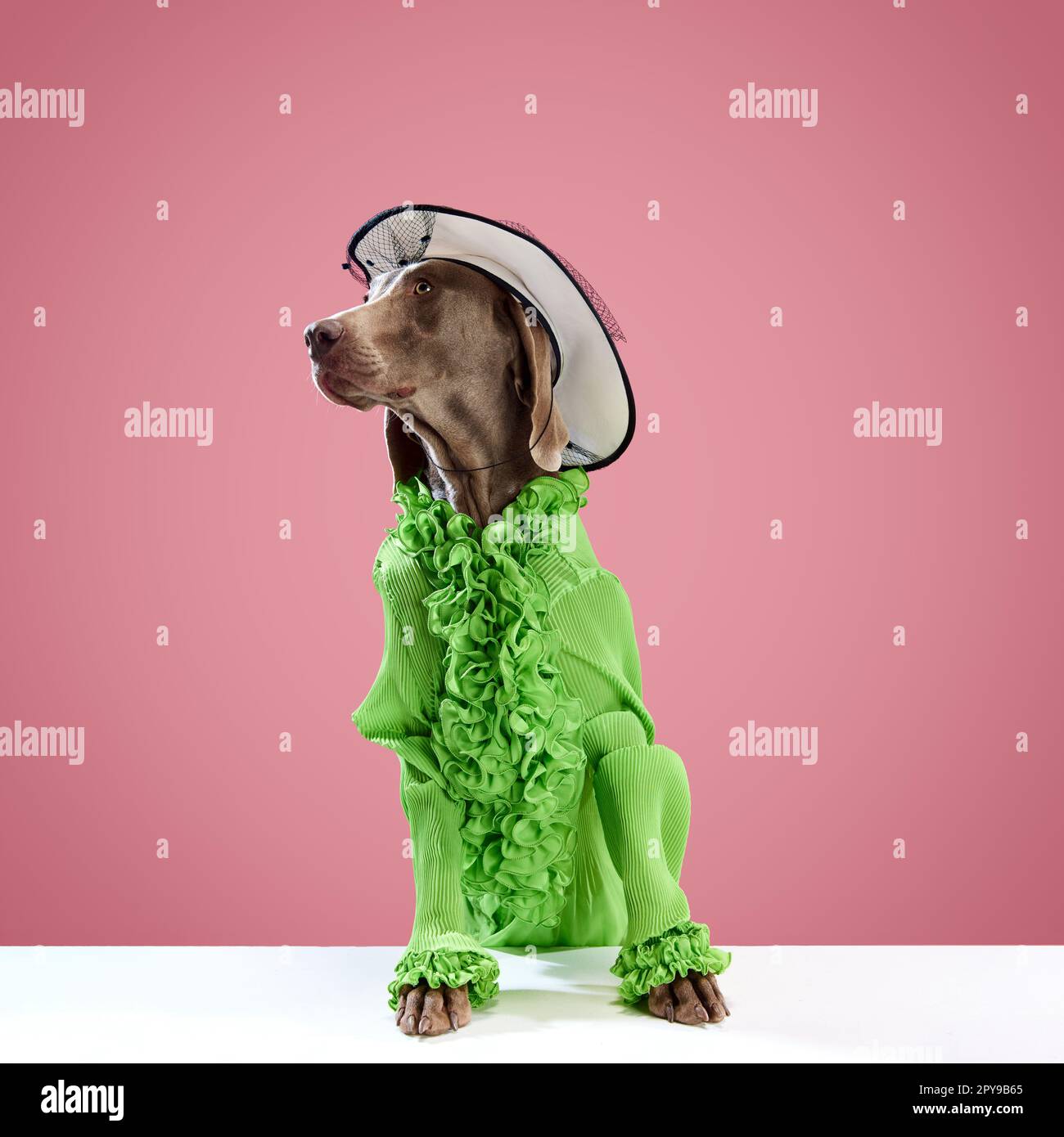 Weimaraner close up portrait wearing stylish clothes with hat over pink ...