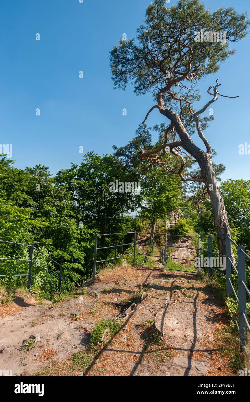 Viewing plateau of the Guttenberg castle ruins, Oberotterbach ...
