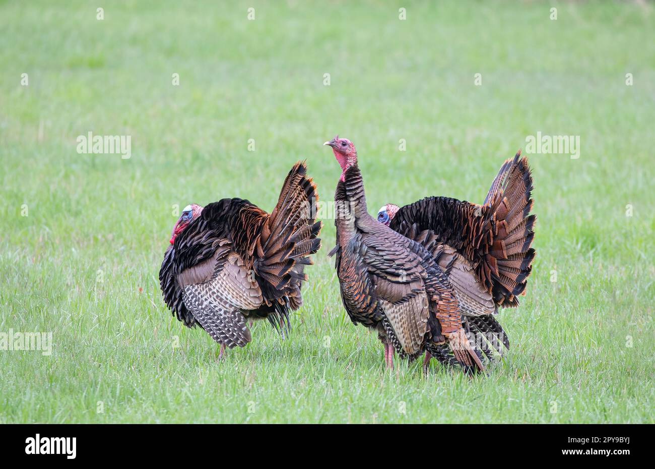 Wild Turkeys in full strutting display walking through a grassy meadow ...