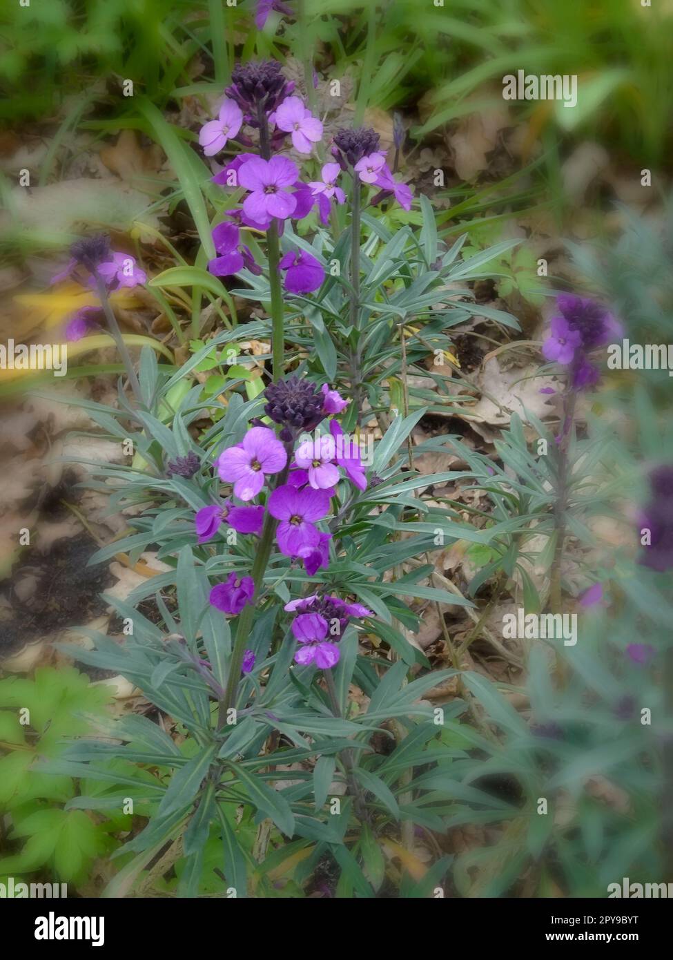 Natural close up flowering plant portrait of Erysimum 'Bowles Mauve ...