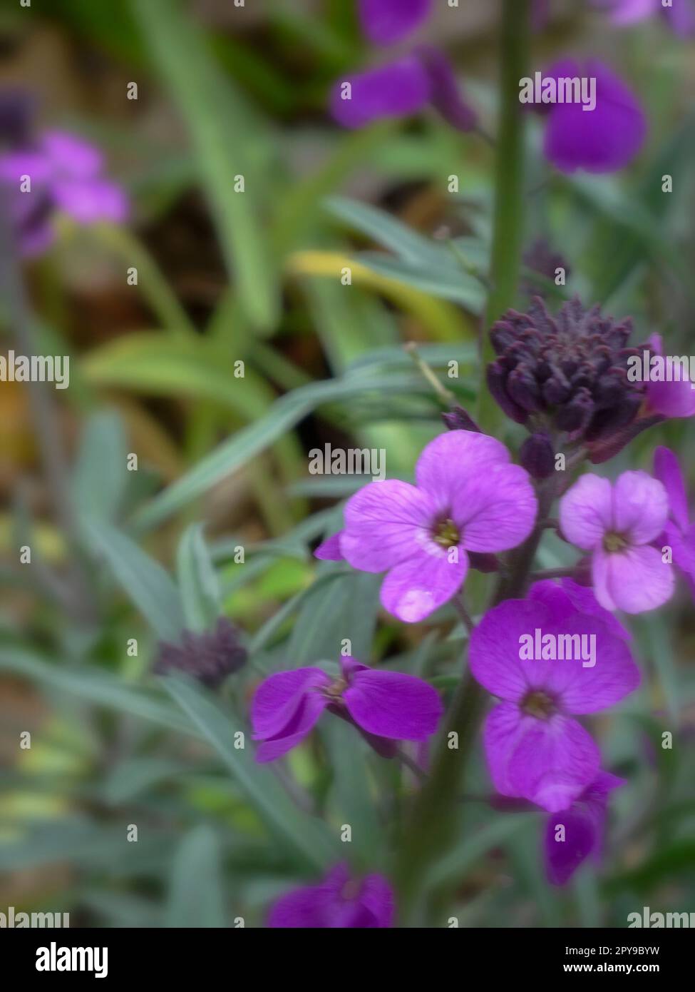 Natural close up flowering plant portrait of Erysimum 'Bowles Mauve ...