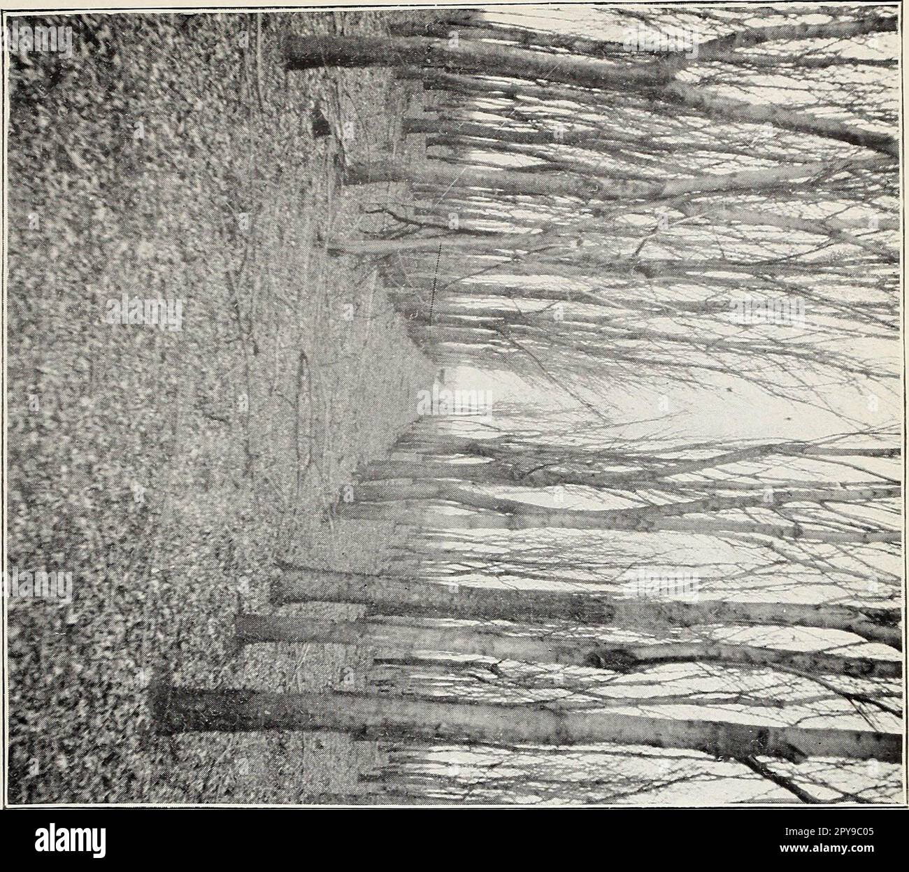 "Practical tree planting in operation" (1900 Stock Photo - Alamy