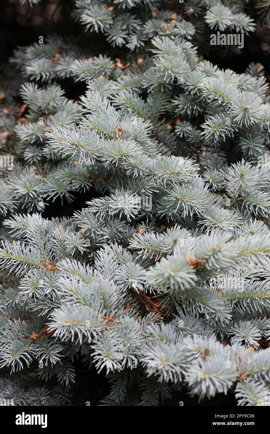 Full frame view of typical and common pine tree branches with lots of ...