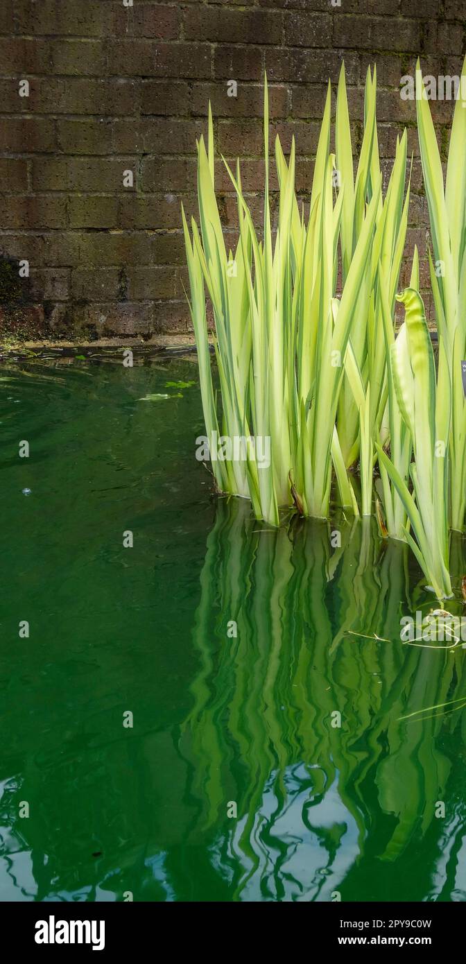 Newly emerging fans of leaves of iris Pseudacorus -Variegatum. Semi ...