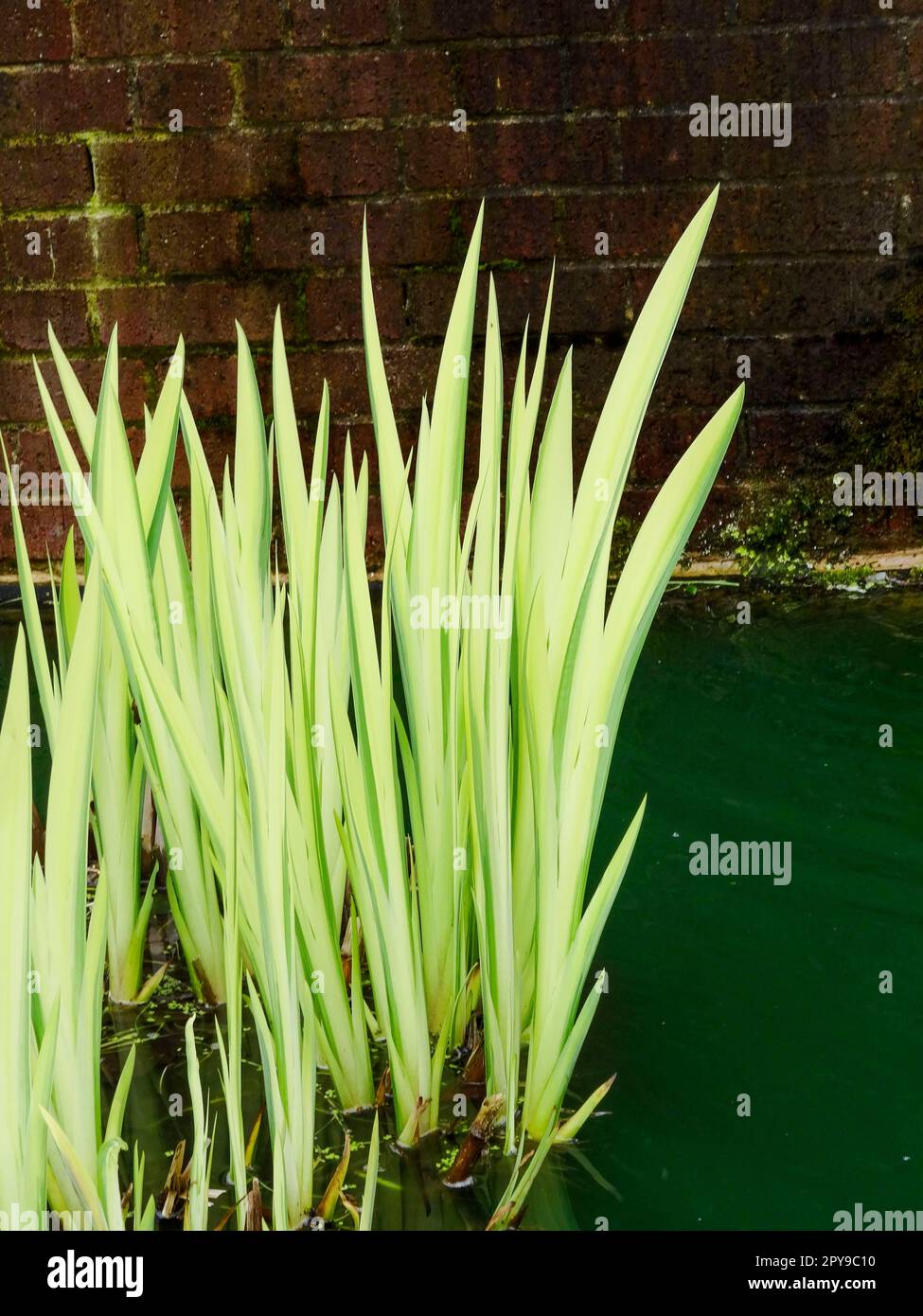 Newly emerging fans of leaves of iris Pseudacorus -Variegatum. Semi ...