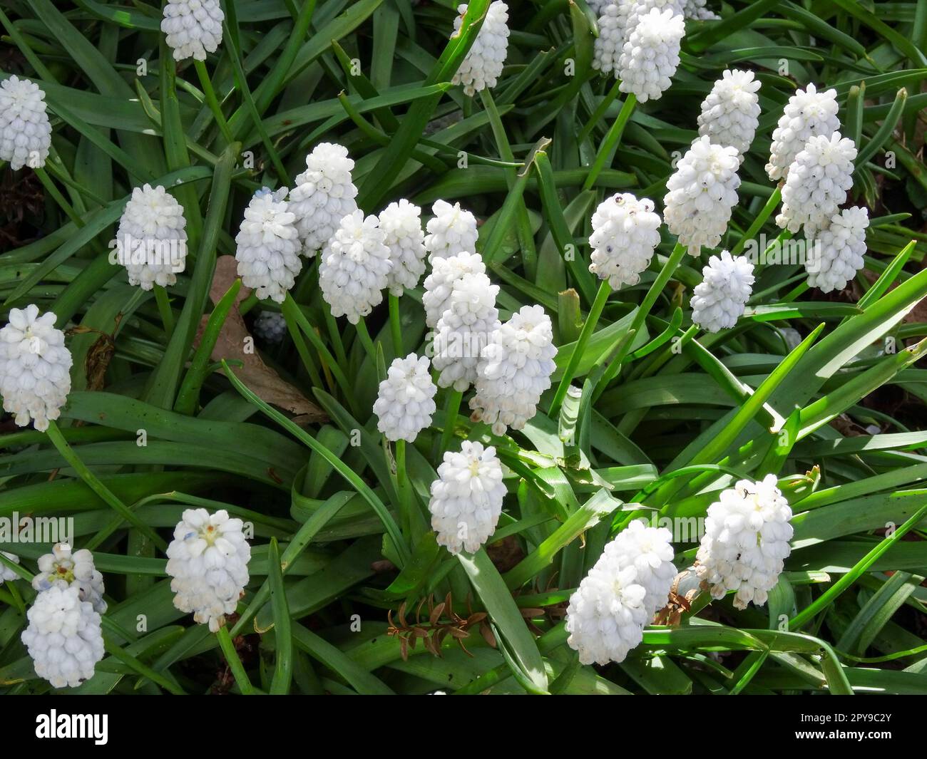 Pure natural patterns in the environment. Close up / macro colour ...