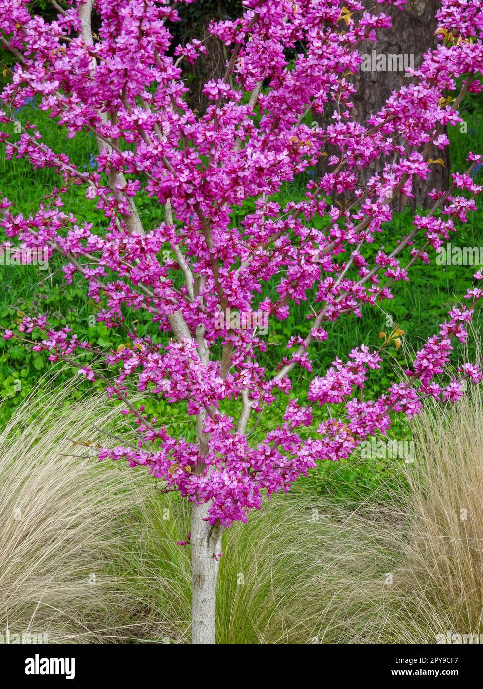 Chinese redbud ‘avondale’ hi-res stock photography and images - Alamy