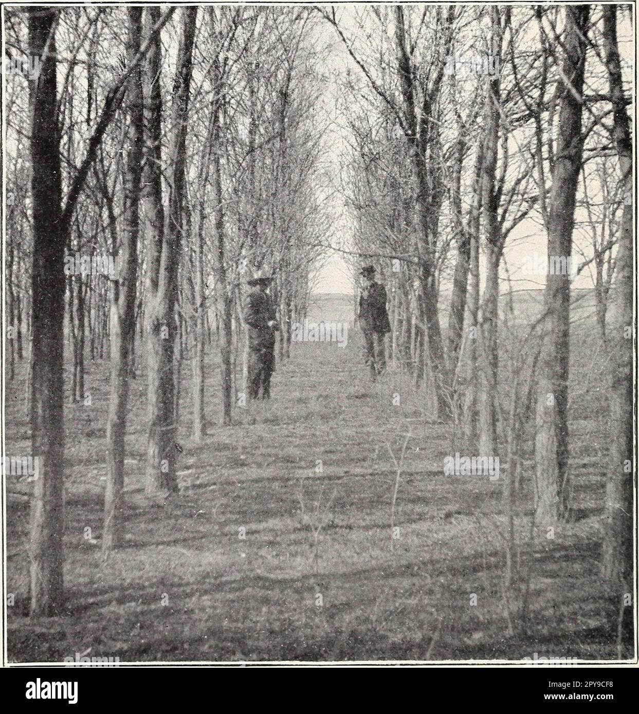"Practical tree planting in operation" (1900 Stock Photo - Alamy