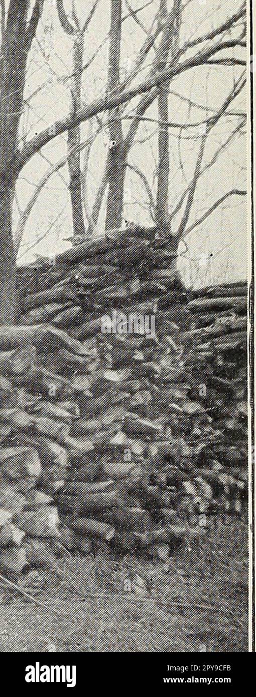 "Practical tree planting in operation" (1900 Stock Photo - Alamy