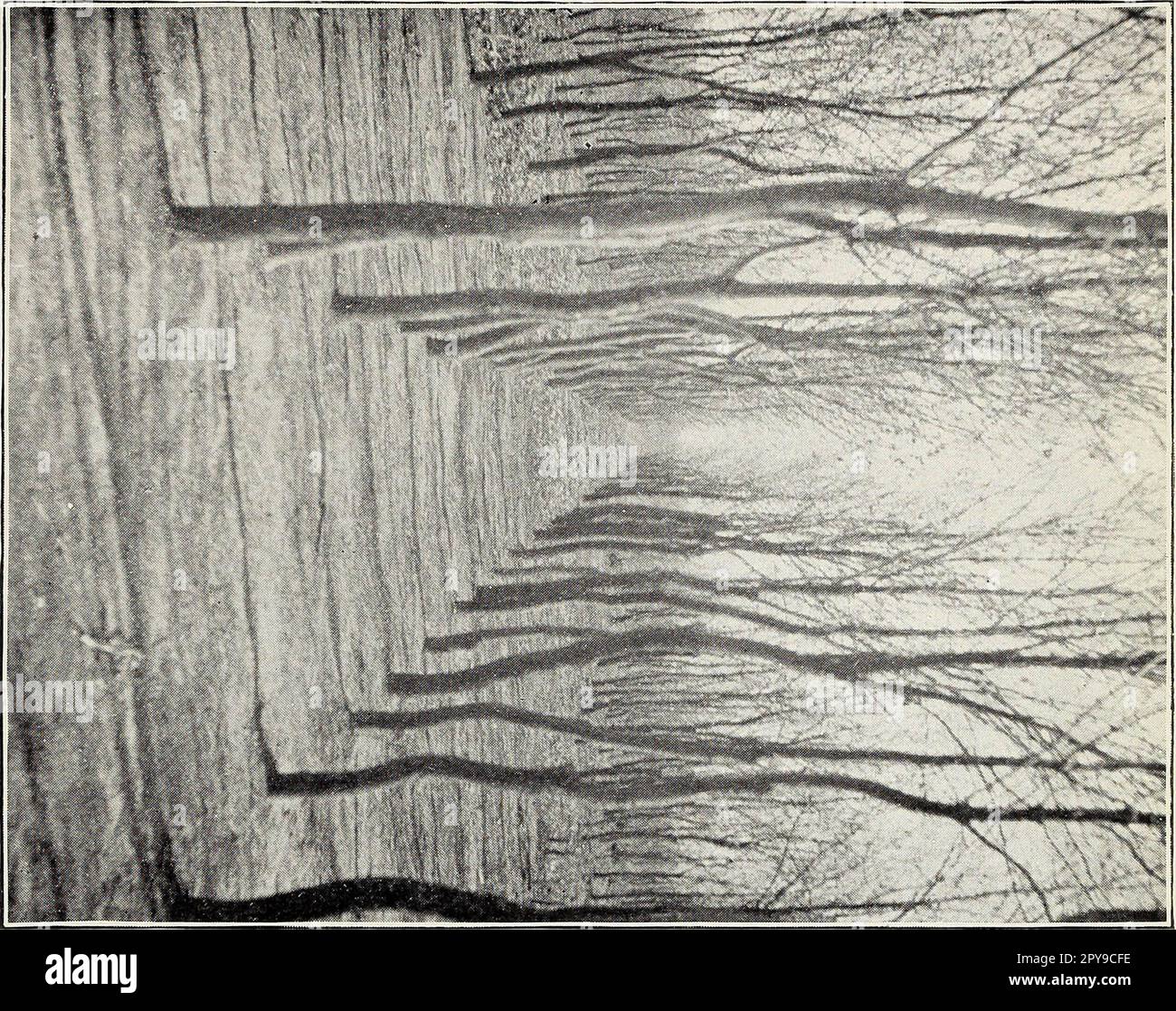 "Practical tree planting in operation" (1900 Stock Photo - Alamy