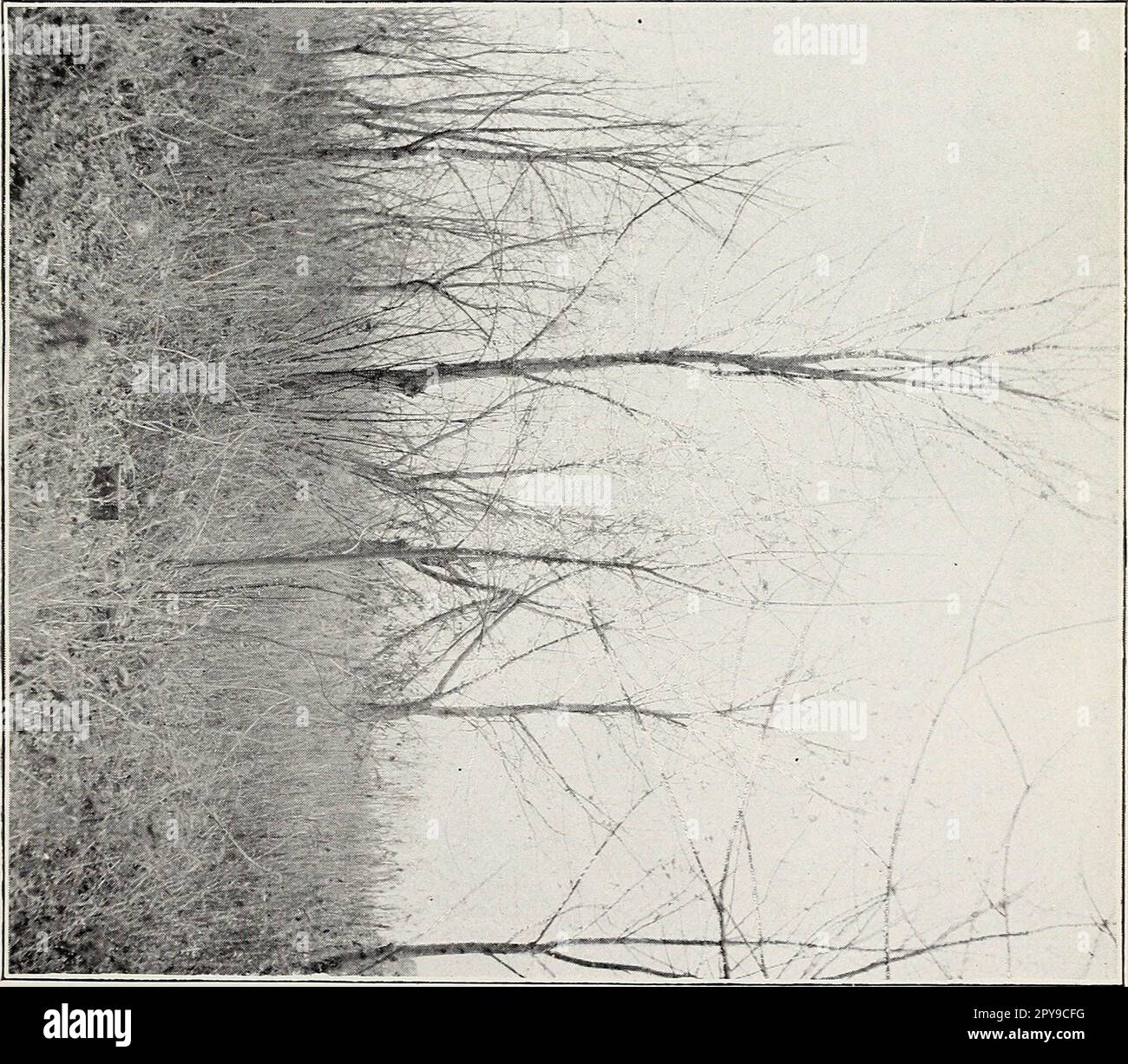 "Practical tree planting in operation" (1900 Stock Photo - Alamy