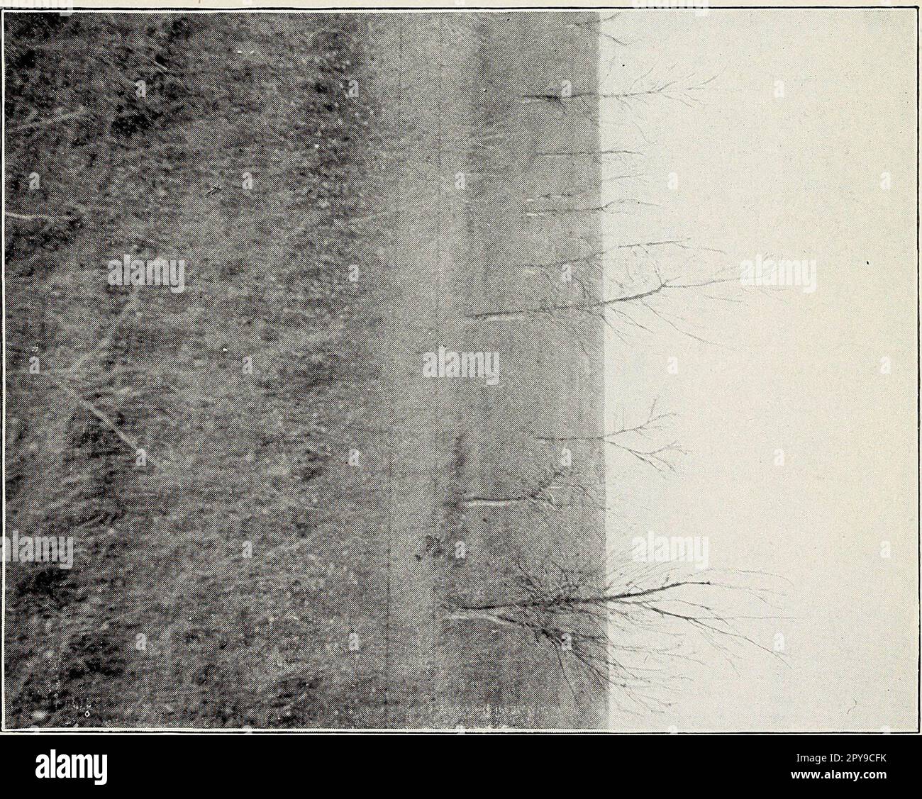 "Practical tree planting in operation" (1900 Stock Photo - Alamy