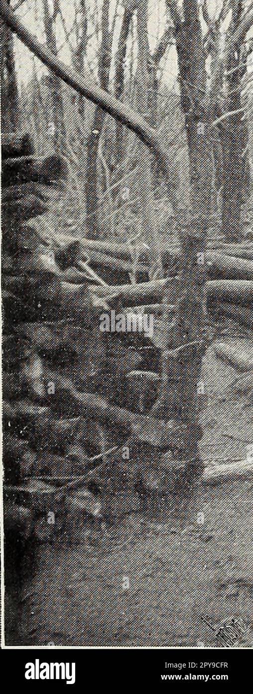 "Practical tree planting in operation" (1900 Stock Photo - Alamy