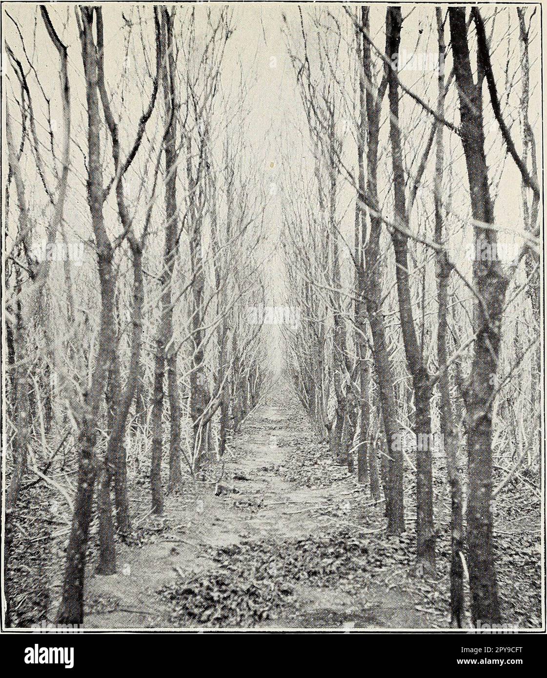 "Practical tree planting in operation" (1900 Stock Photo - Alamy