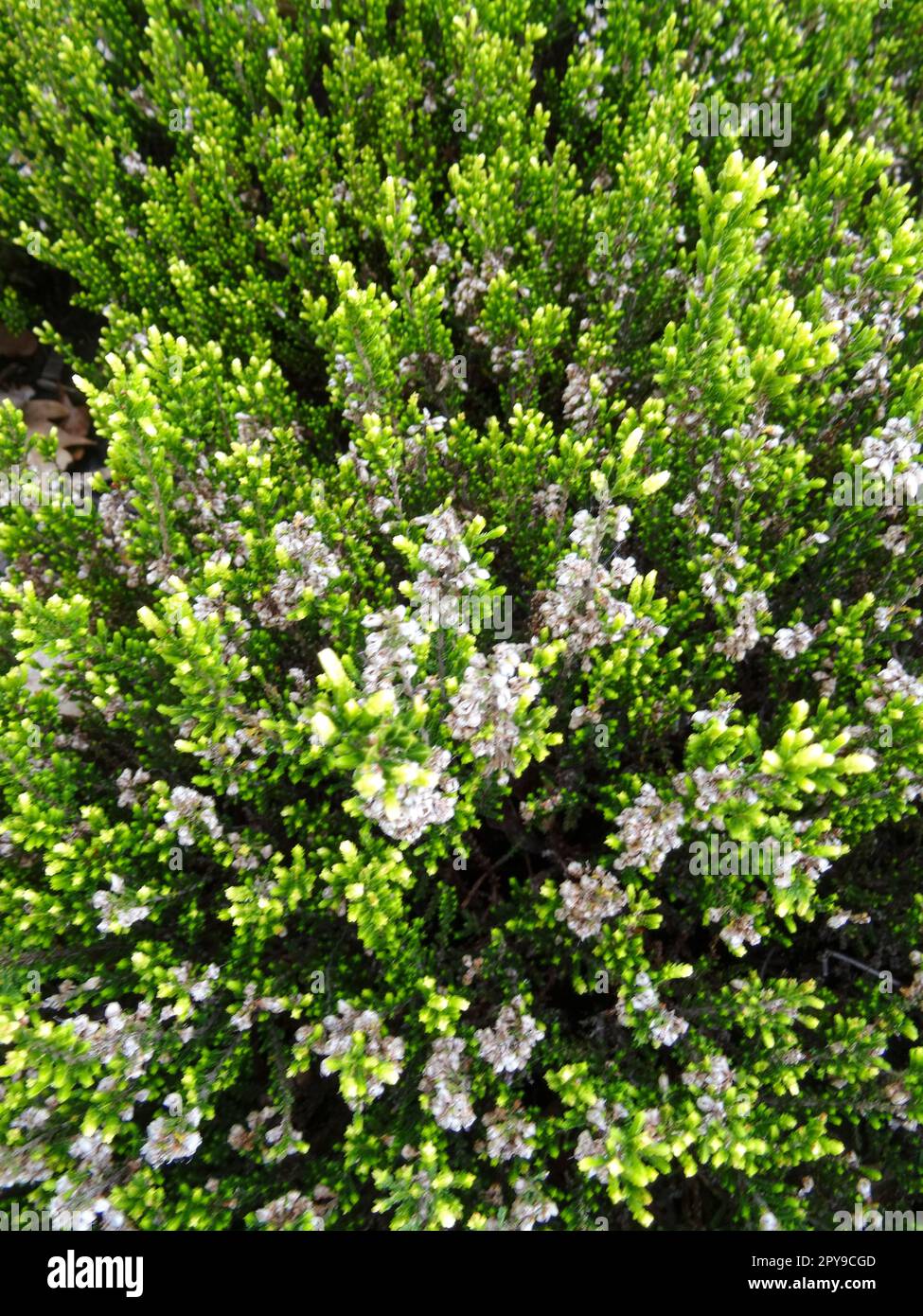 Calluna vulgaris 'Kirby White’, heather 'Kirby White’. Natural close up ...