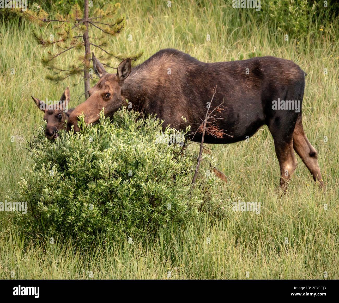 Mother and Calf Attack a Willow Bush While Grazing in Grand Teton ...