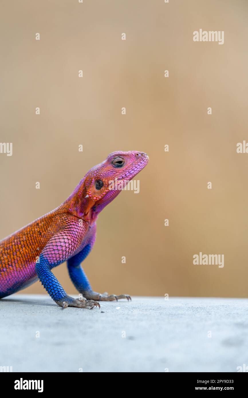 lizard basking in the sun in serengeti national park Stock Photo - Alamy