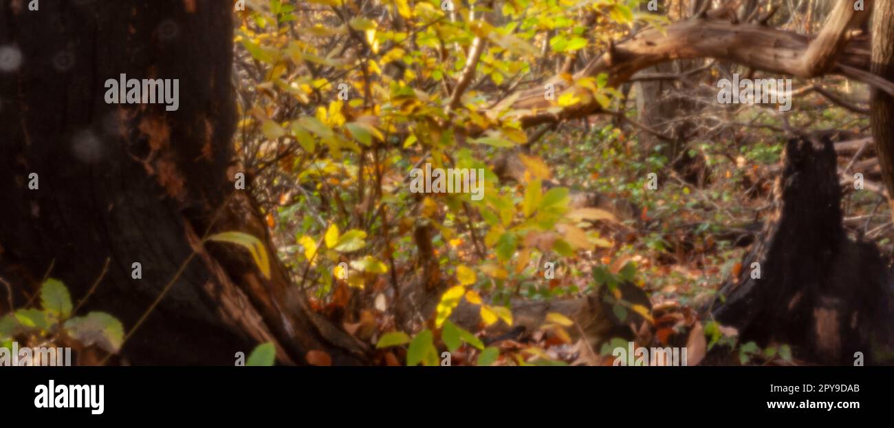 Pinhole Photography Woodland Series.New, Age-defying, digital age ...