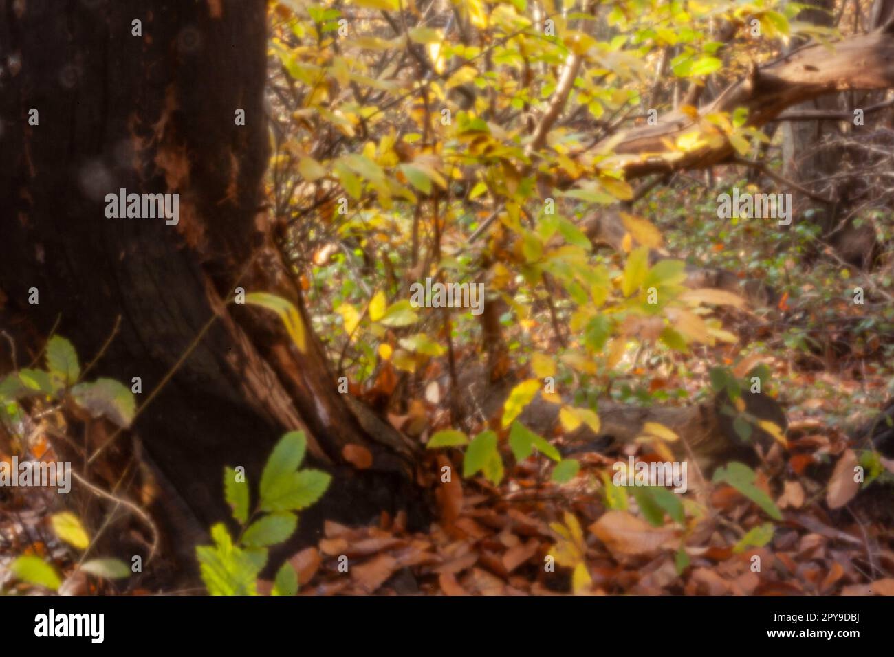 Pinhole Photography Woodland Series.New, Age-defying, digital age ...