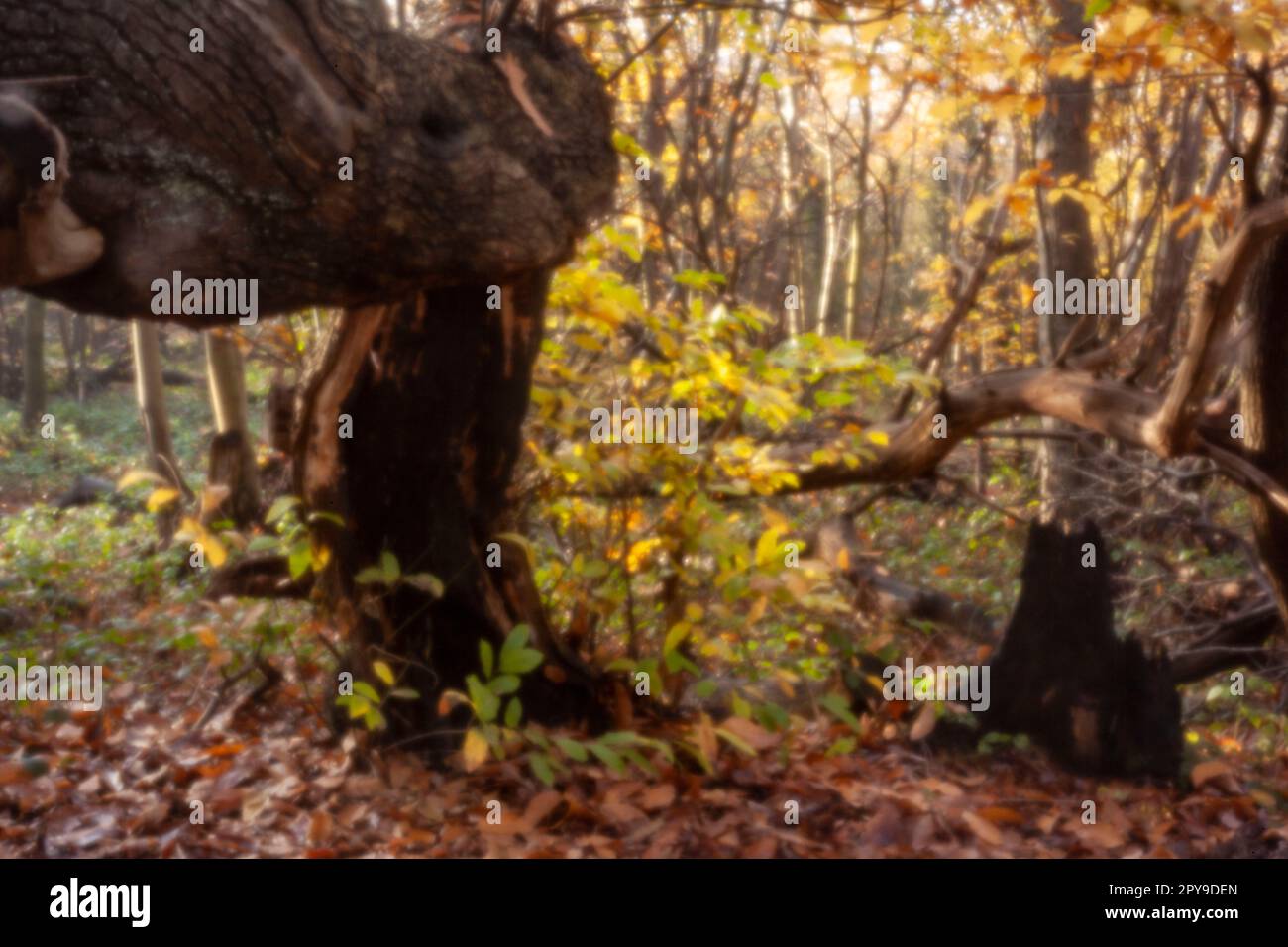 Pinhole Photography Woodland Series.New, Age-defying, digital age ...