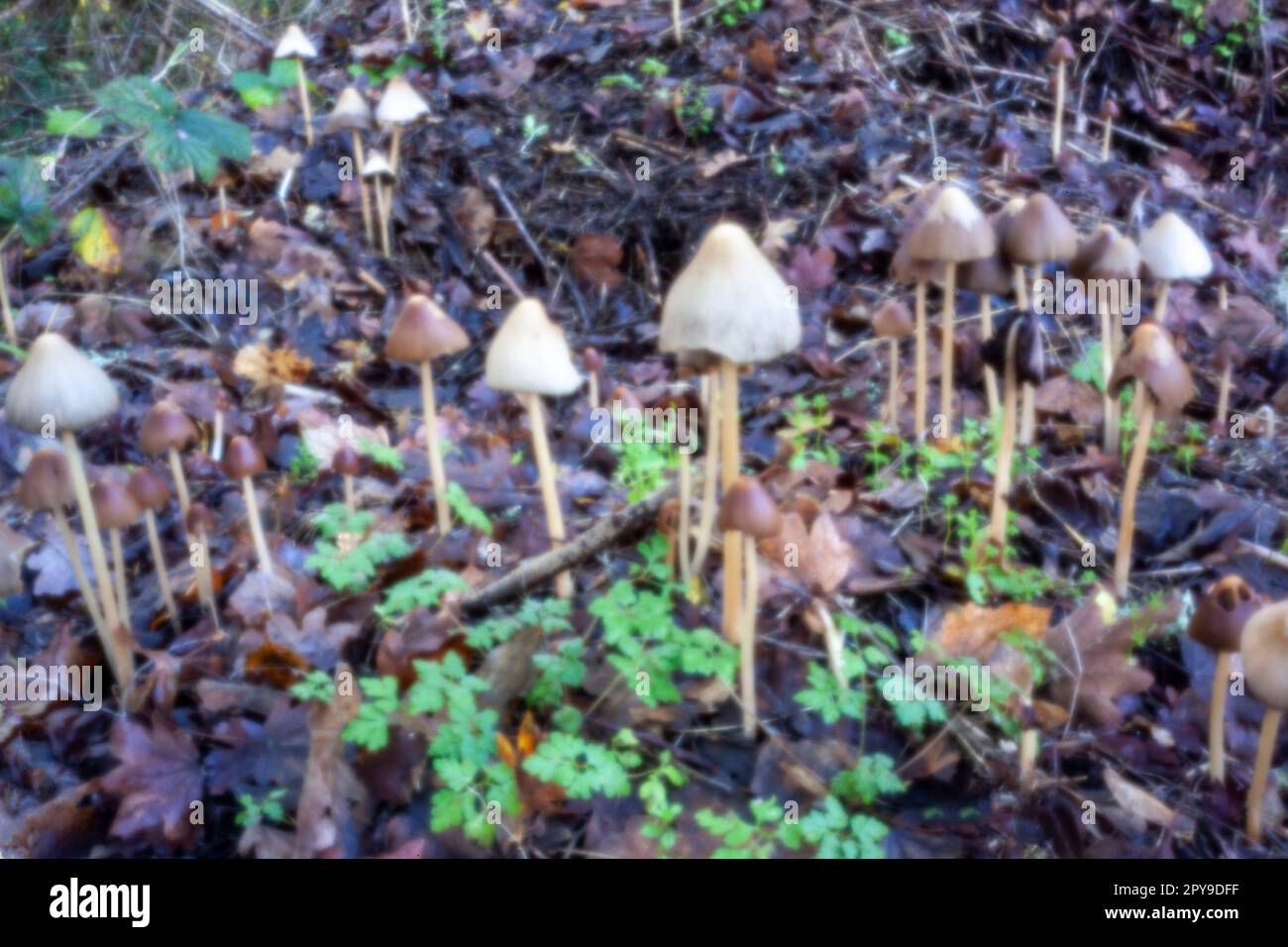 Pinhole Photography Woodland Series.New, Age-defying, digital age ...