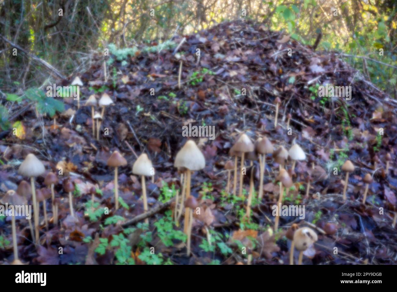 Pinhole Photography Woodland Series.New, Age-defying, digital age ...