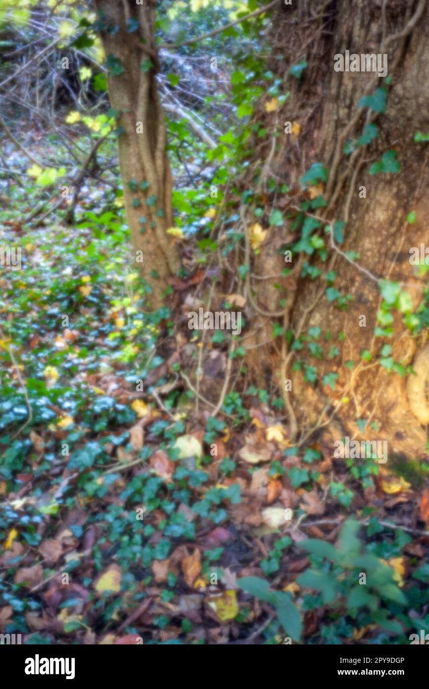 Pinhole Photography Woodland Series.New, Age-defying, digital age ...