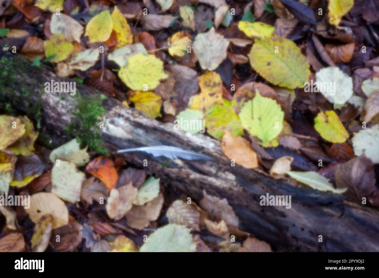 Pinhole Photography Woodland Series.New, Age-defying, digital age ...