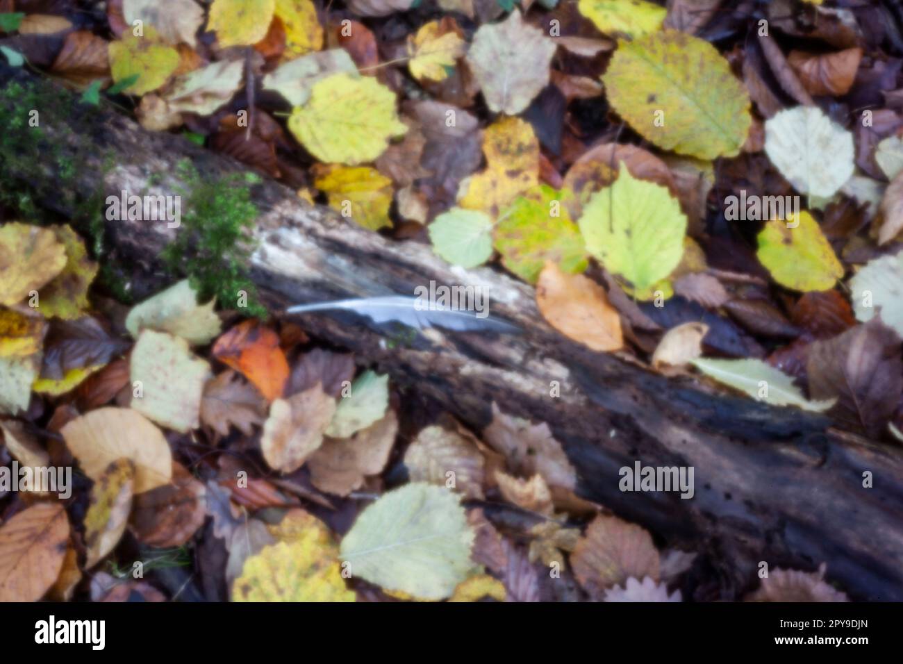 Pinhole Photography Woodland Series.New, Age-defying, digital age ...