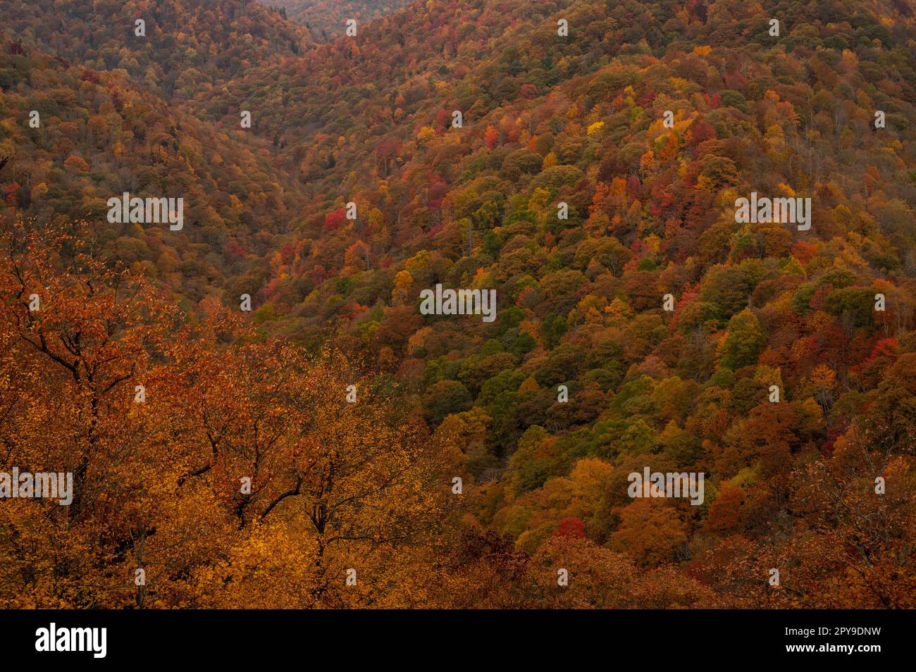 Orange Leaves Pop on Tree Throughout the Valley along the Blue Ridge ...