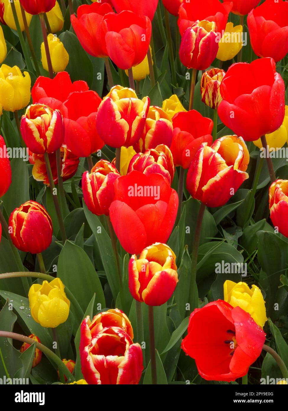 Masses border of brightly coloured Tulips, Tulipa, in soft spring ...