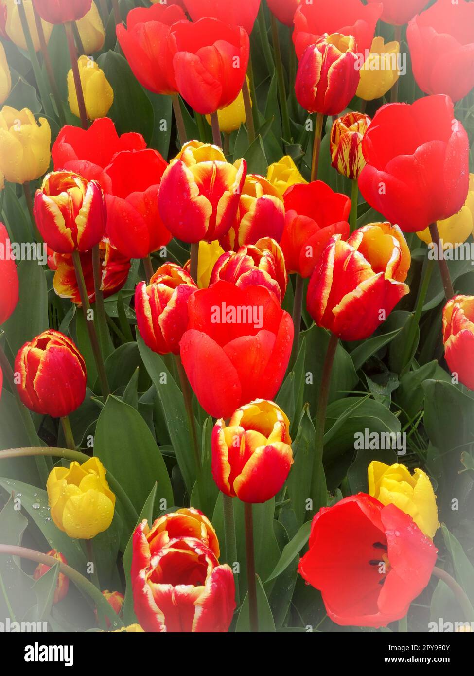 Masses border of brightly coloured Tulips, Tulipa, in soft spring ...