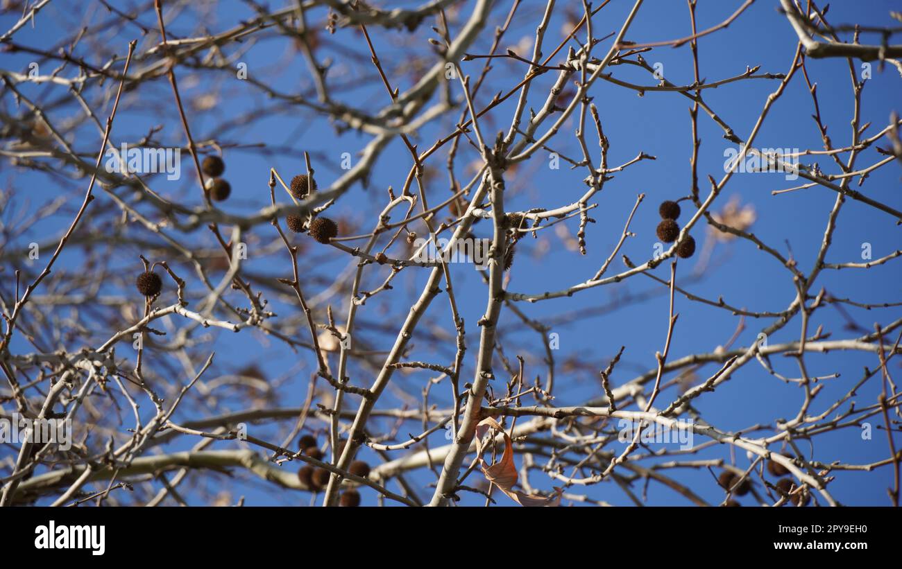 Chestnut tree (Aesculus hippocastanum) in the winter, leaves are dry ...