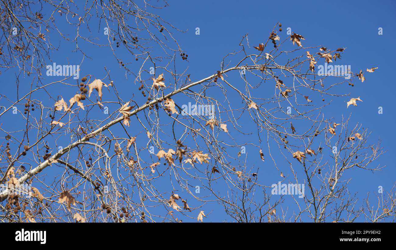 Chestnut tree (Aesculus hippocastanum) in the winter, leaves are dry ...
