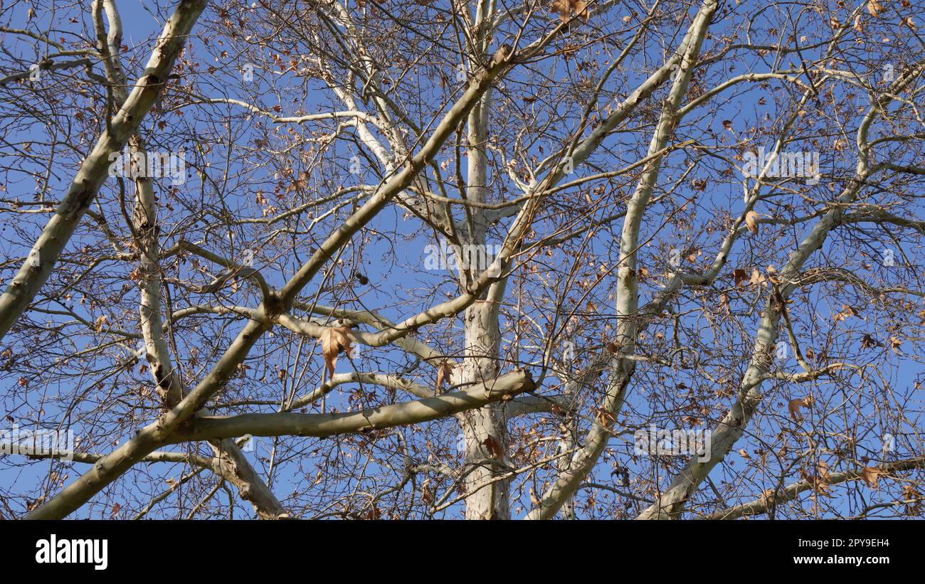 Chestnut tree (Aesculus hippocastanum) in the winter, leaves are dry ...