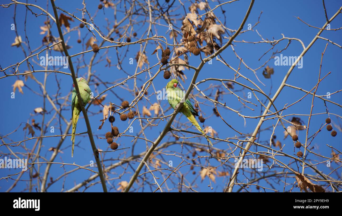 Monk parakeet - wild green parrots on Chestnut tree in the winter Stock ...