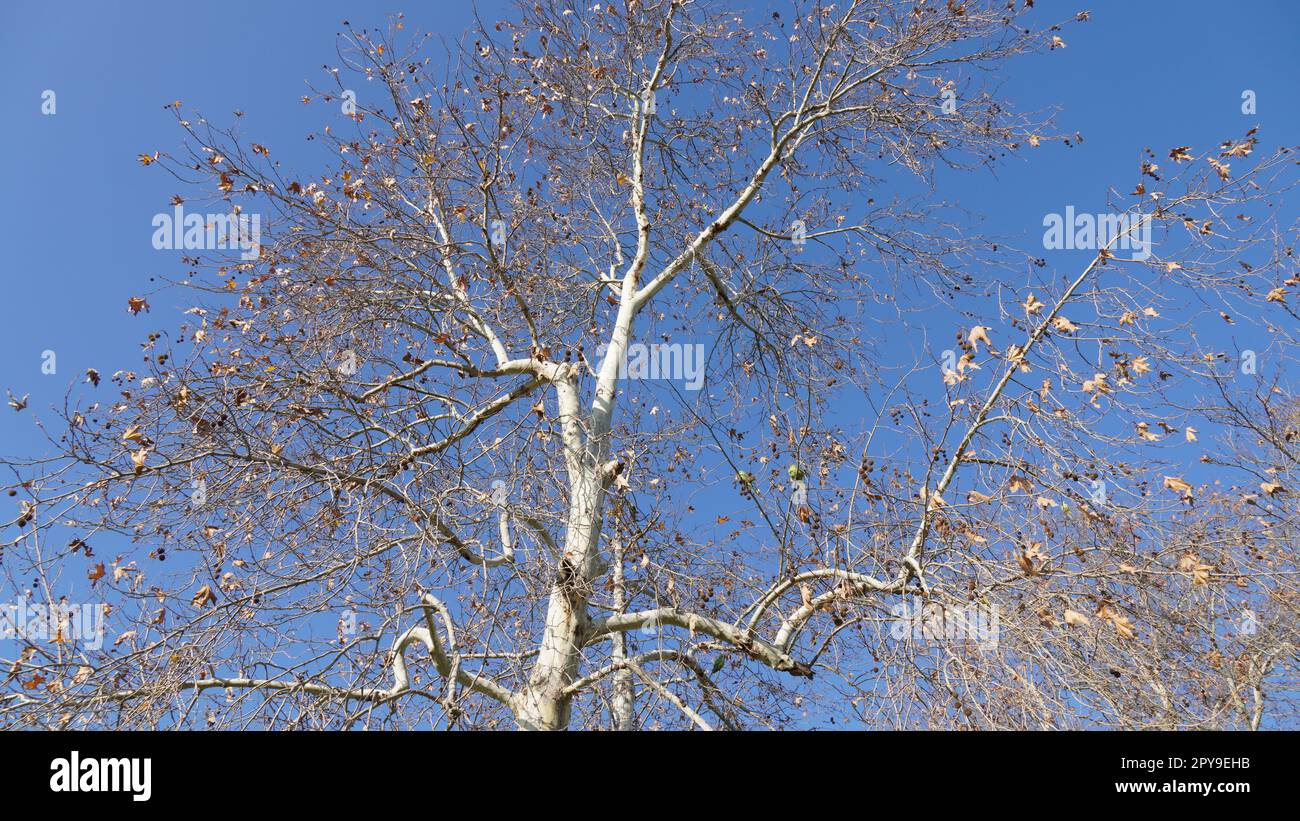 Chestnut tree (Aesculus hippocastanum) in the winter, leaves are dry ...