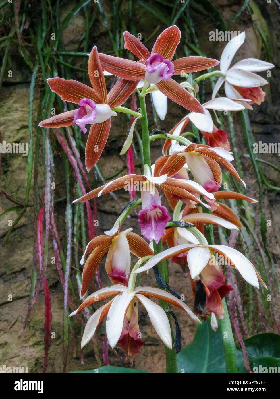 Stately Phaius Tankervilleae. Natural close up flowering plant portrait ...