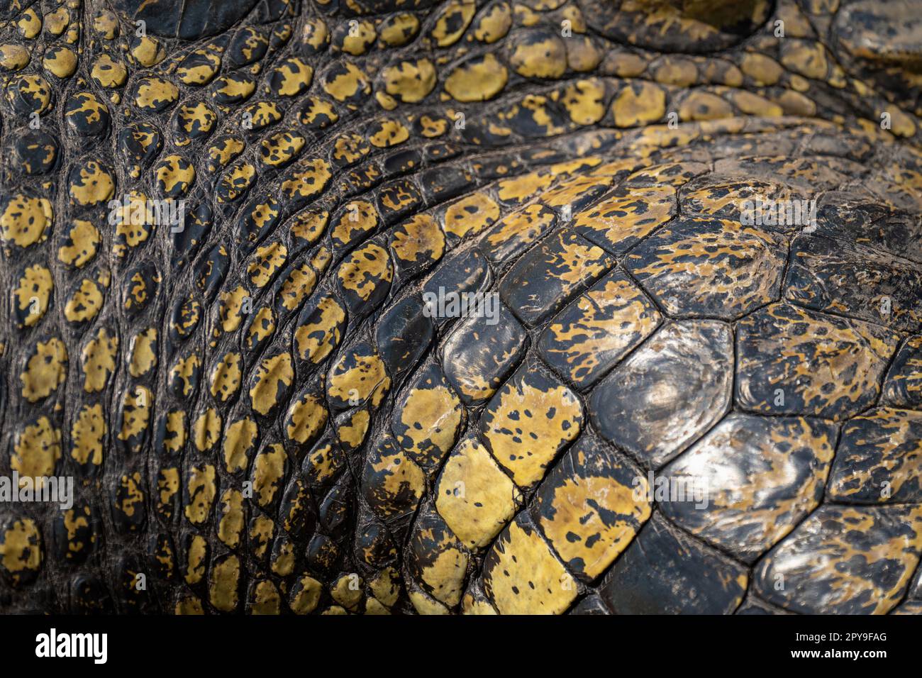 Crocodile leg hi-res stock photography and images - Alamy