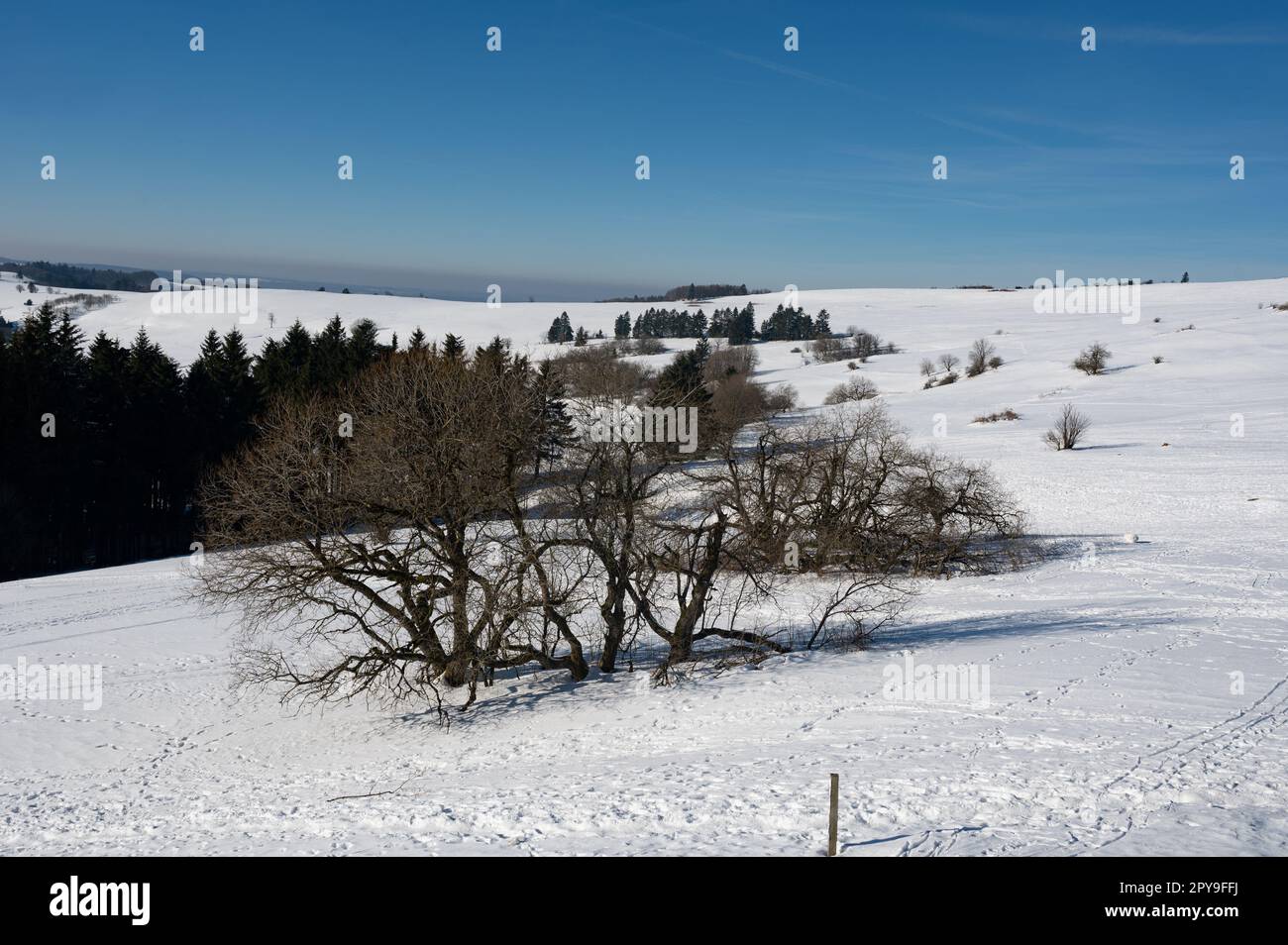 Winter landscape with lots of snow and trees Stock Photo - Alamy