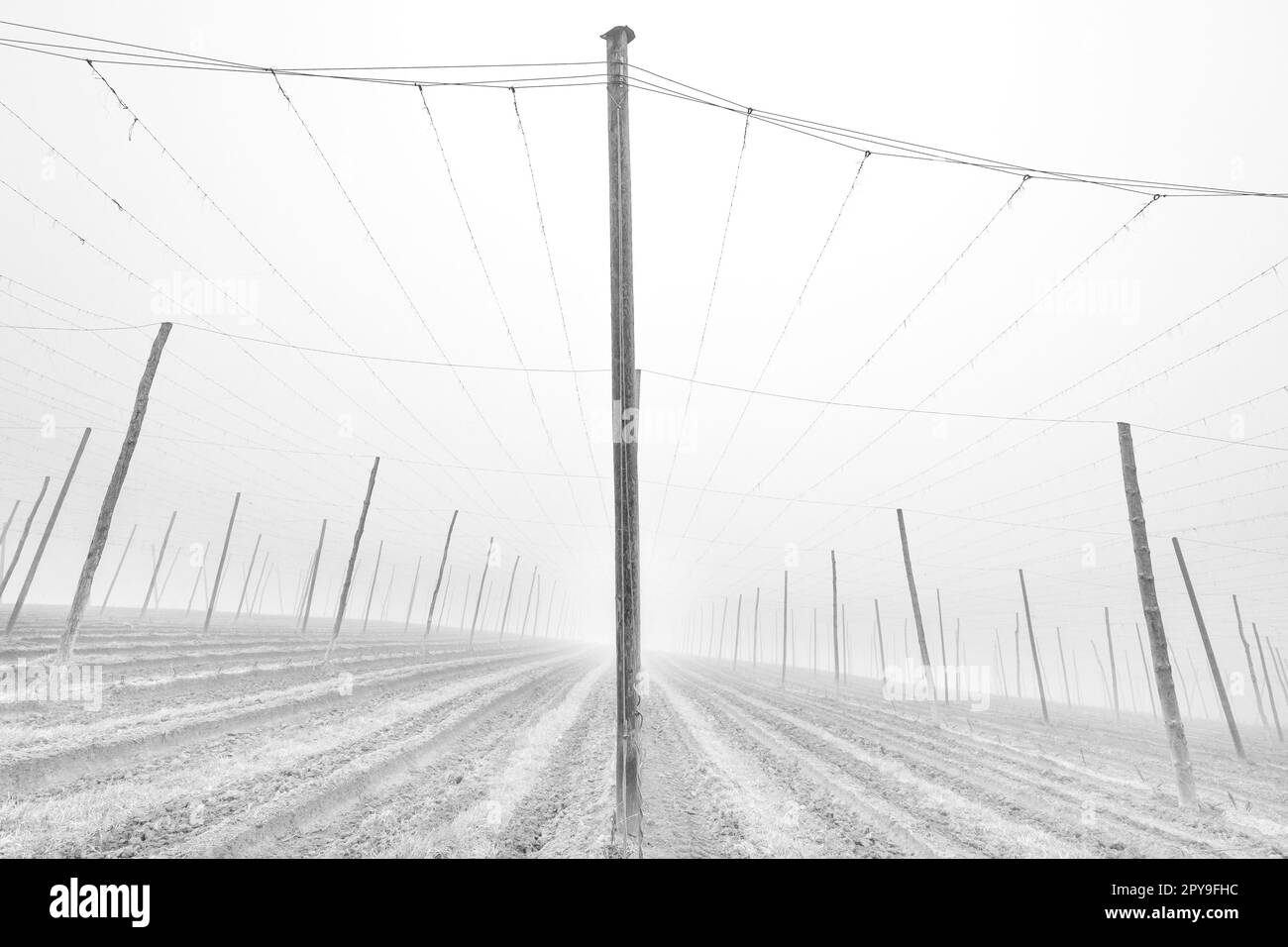Empty wooden hop poles against white sky Stock Photo - Alamy
