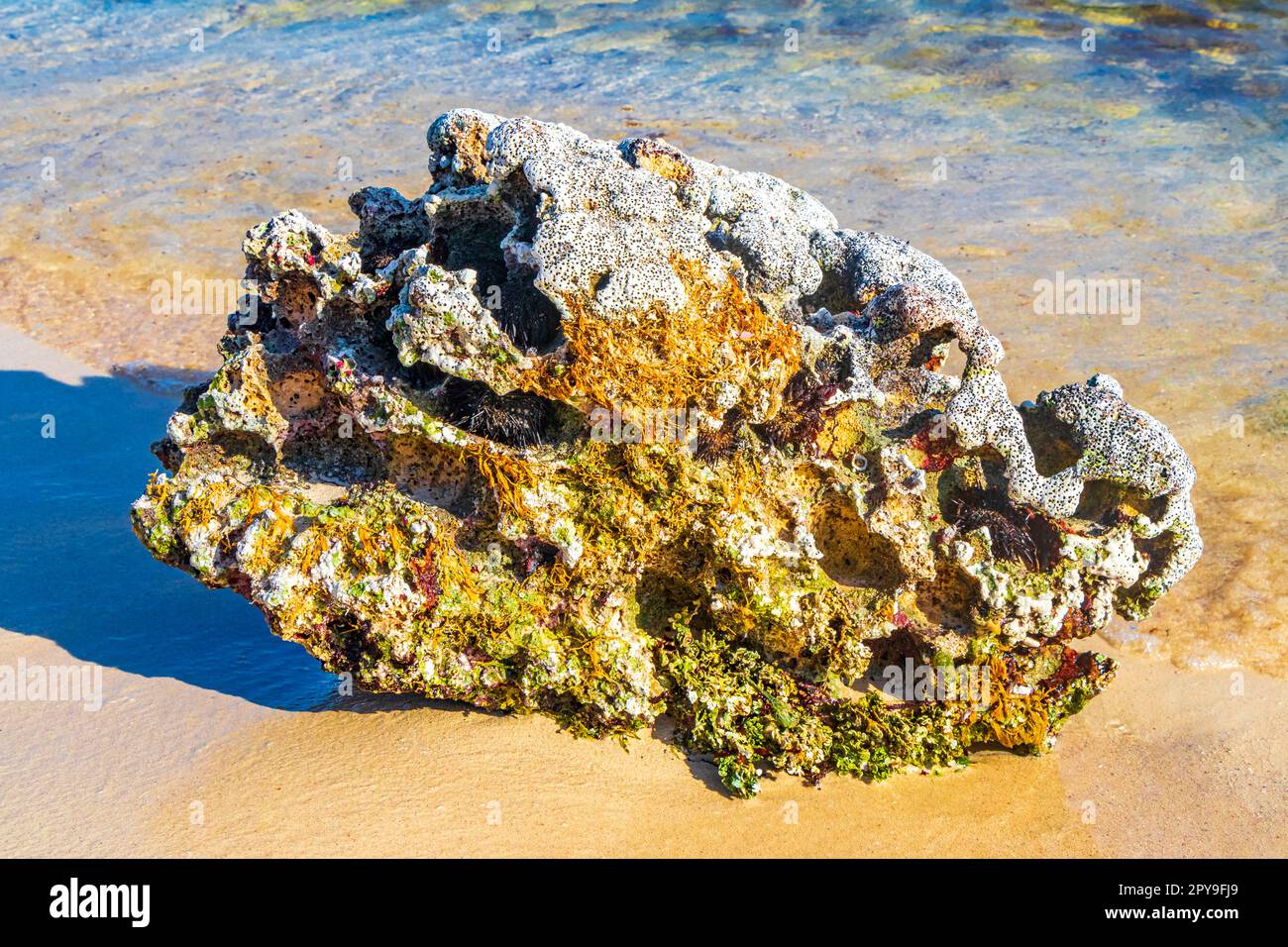Stones rocks corals with sea urchins blue water beach Mexico Stock ...
