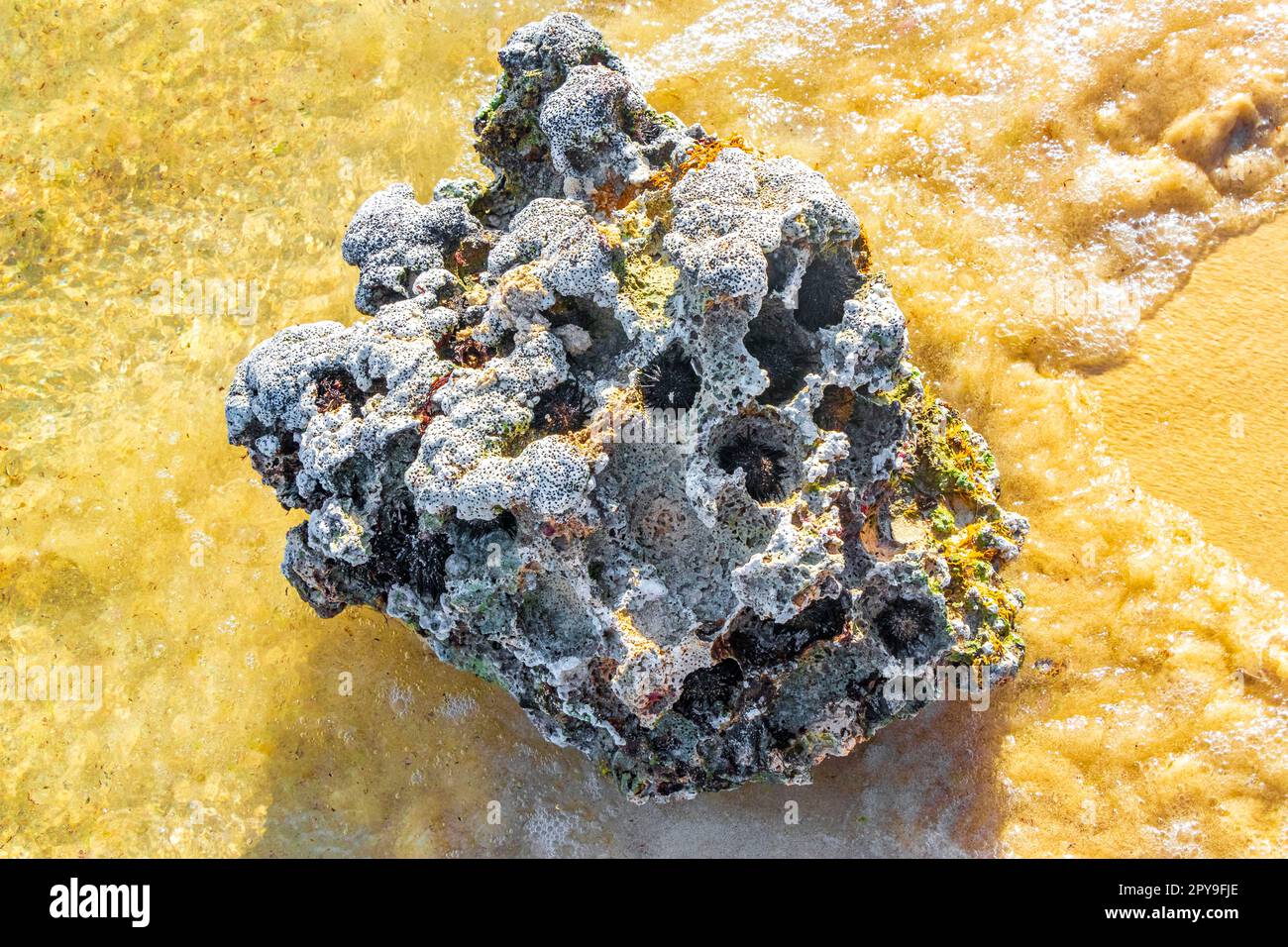 Stones rocks corals with sea urchins blue water beach Mexico Stock ...
