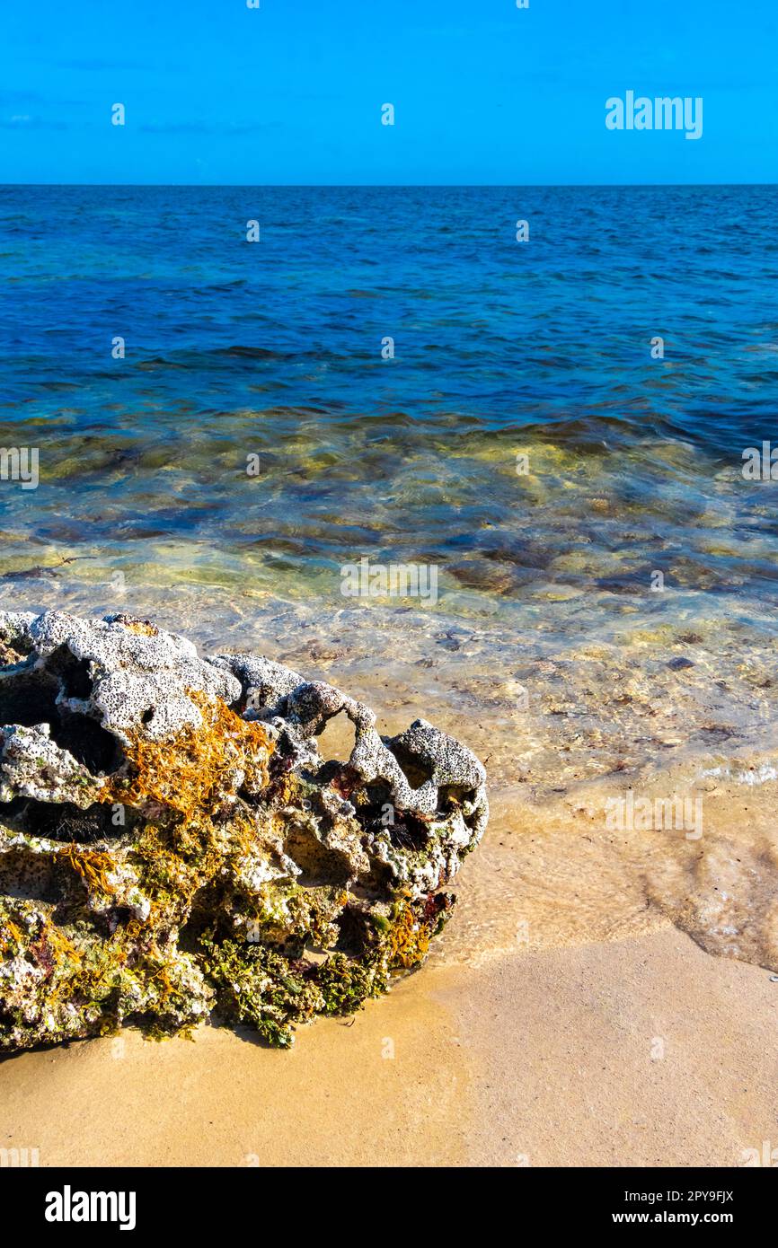 Stones rocks corals with sea urchins blue water beach Mexico Stock ...