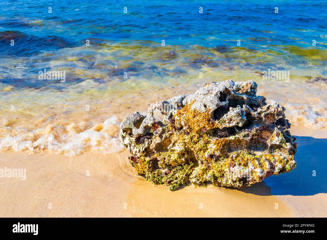 Stones rocks corals with sea urchins blue water beach Mexico Stock ...