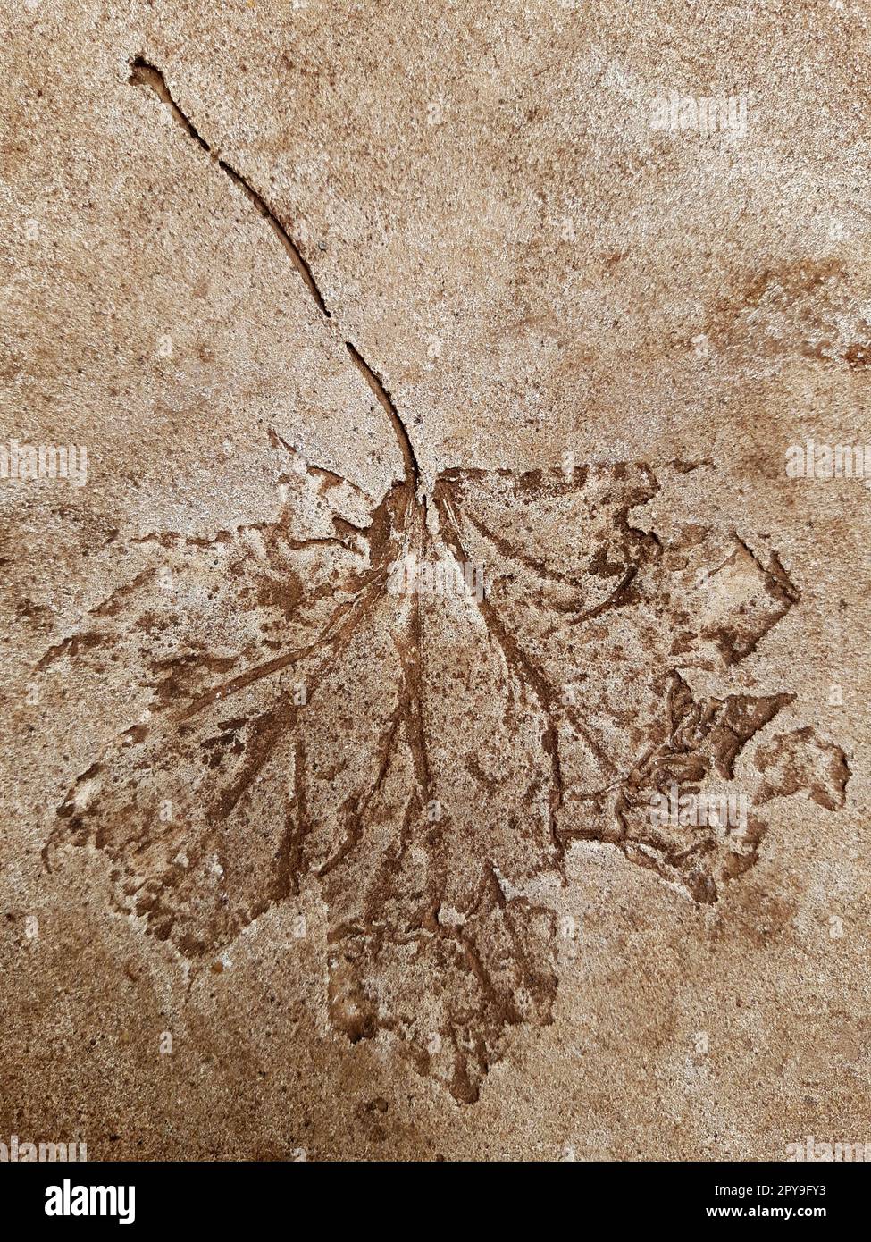 Concrete leaf hi-res stock photography and images - Alamy